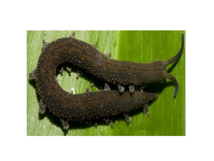 Peripatus Structure small caterpillar like creature terrestrial noctural