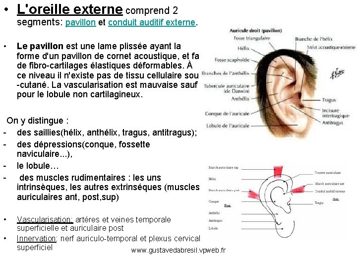 Les organes des sens suite Gustave Dabresil MD
