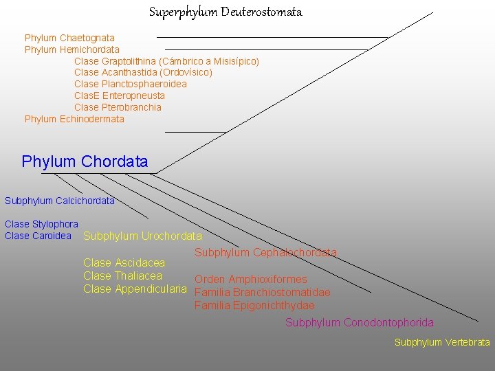 TALLER PECES Superphylum Deuterostomata Phylum Chaetognata Phylum ...