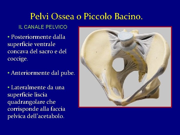 Anatomia dellapparato genitale femminile Lapparato genitale femminile ...