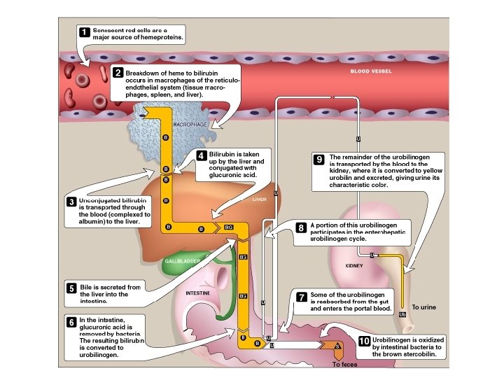 Porphyrin Metabolism Structure and Properties of Iron Protoporphyrin