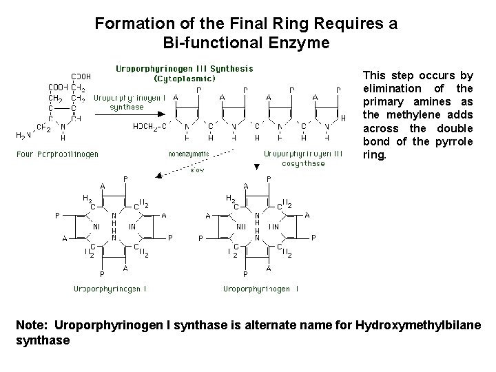 Porphyrin Metabolism Structure and Properties of Iron Protoporphyrin