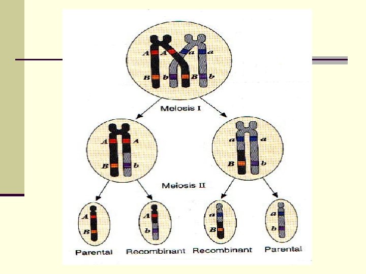 LINKAGE ANALYSIS Recombination Fraction n During synapsis crossingover