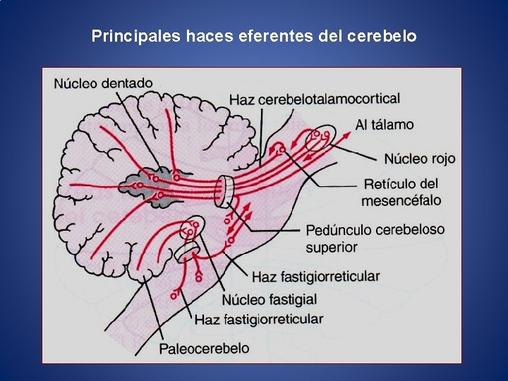 Fisiopatologia de los sindromes cerebeloso y vestibular Cerebelo