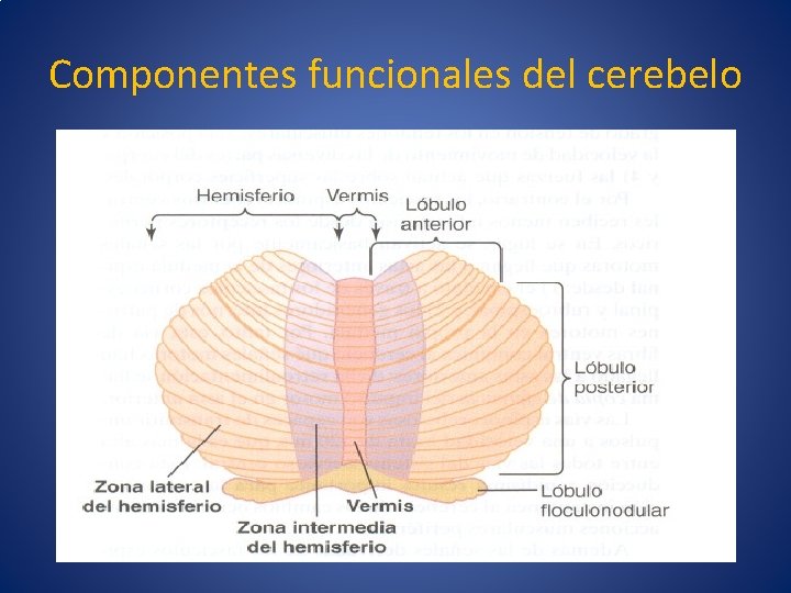 Fisiopatologia de los sindromes cerebeloso y vestibular Cerebelo