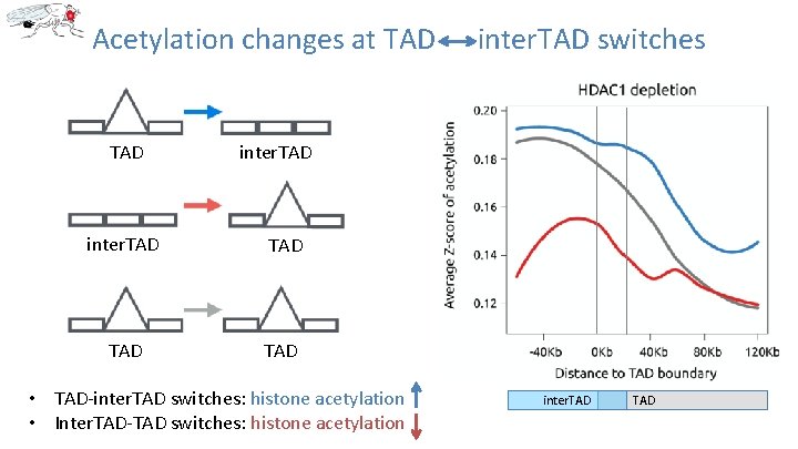 Factors shaping structural organization of chromatin Ekaterina Khrameeva