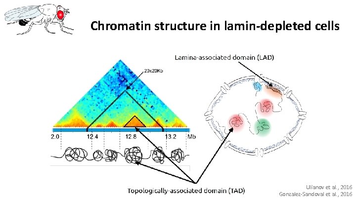 Factors shaping structural organization of chromatin Ekaterina Khrameeva