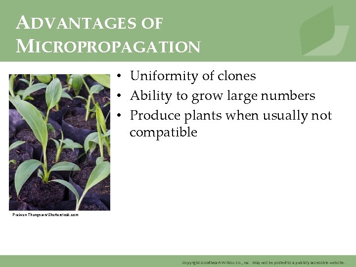 CHAPTER 17 Tissue Culture Micropropagation CHAPTER OUTCOMES Understand