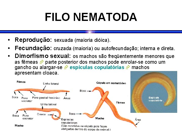 FILOS ANIMAIS FILO NEMATODA So encontrados em grande