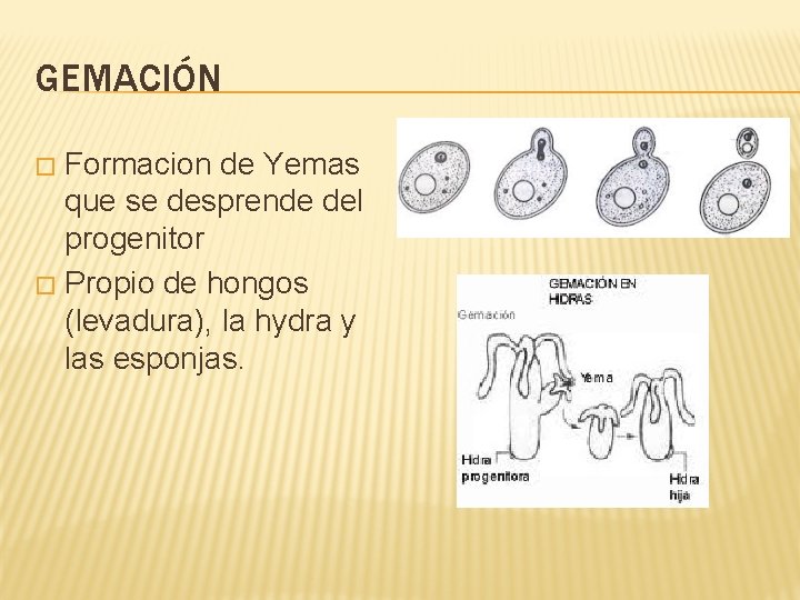 REPRODUCCION PROPAGACIN DE LAS ESPECIES INTRODUCCIN Reproduccin necesaria
