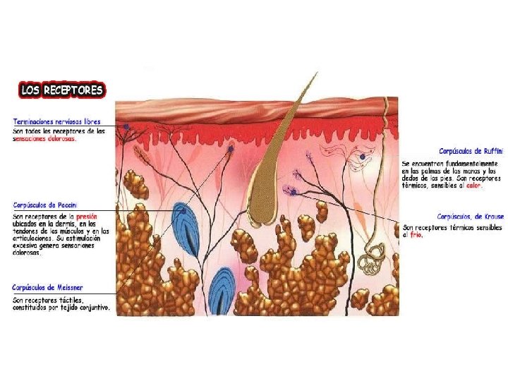 Termorreceptores y Termorregulacin Professor Vernica Pantoja Lic MSP
