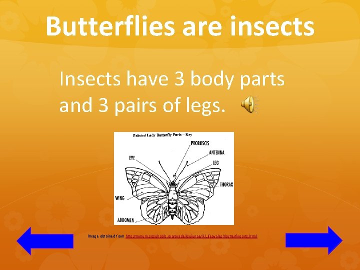 A butterflys life cycle A sample Information Kiosk
