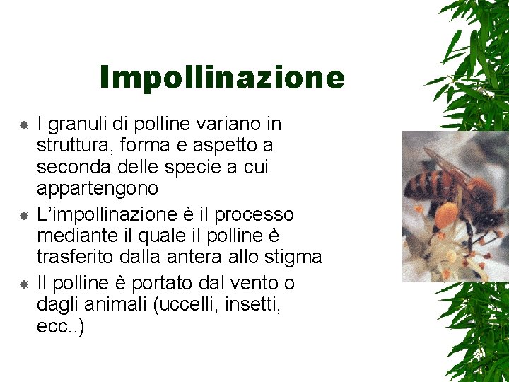 Regno delle piante Prof ssa Elena Truffo Anno