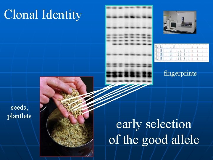 THE USE OF GENETIC MARKERS IN PLANT BREEDING