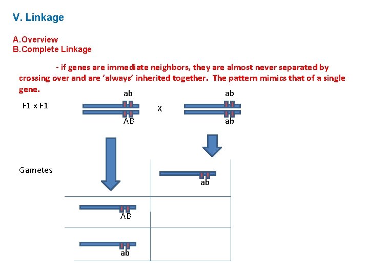 Heredity Gene Regulation and Development I Mendels Contributions