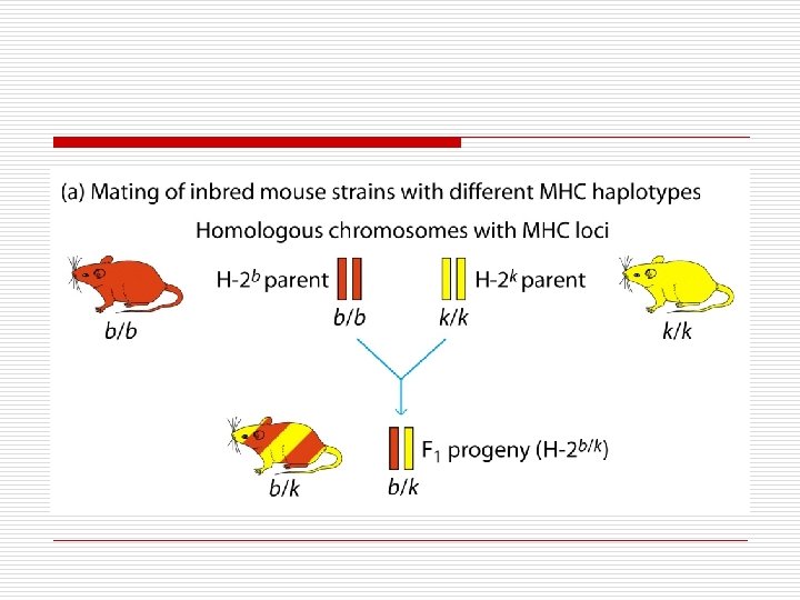 Principles of Immunology Major Histocompatibility Complex 22806 Change