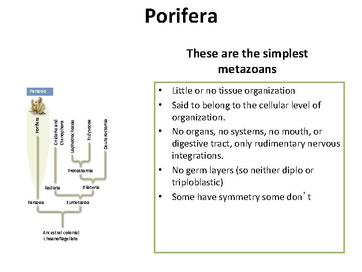 Filo Porifera EJERCICIO 7 113 120EDITION 14 TH