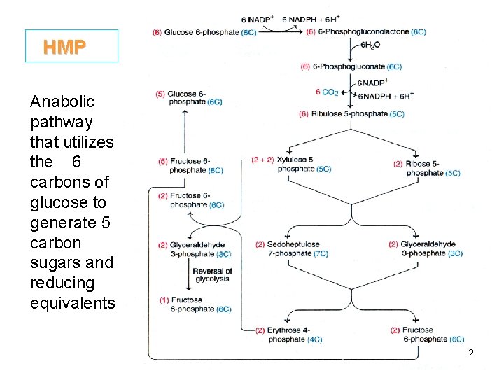 HMP SHUNT Hexose Monophosphate Pathway PPP Pentose Phosphate