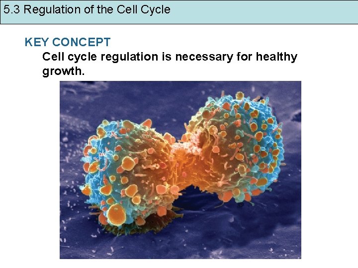 5 1 The Cell Cycle KEY CONCEPT Cells