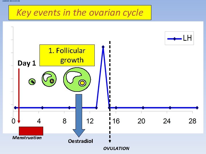Menstruation Ovulation Dr Suresh Babu Chaduvula Professor Department
