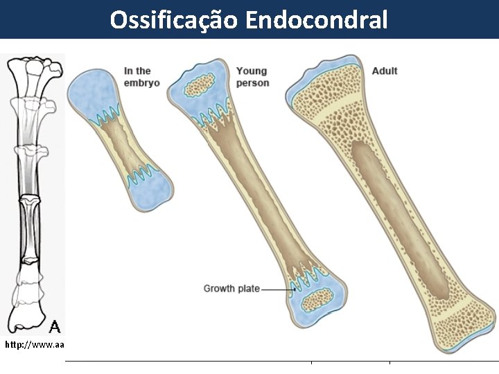 Cartilagem Osso Ossificao Profa Maria Luisa PaLarson 1