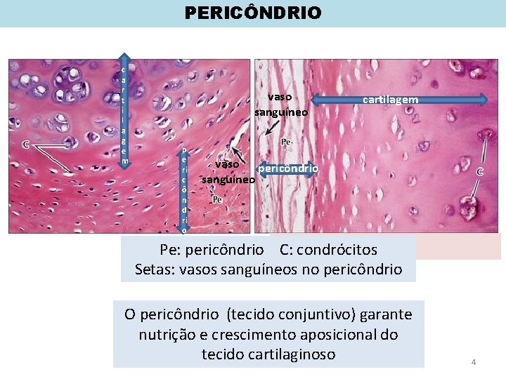 Cartilagem Osso Ossificao Profa Maria Luisa PaLarson 1