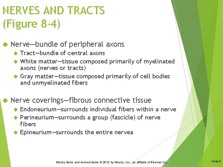Chapter 8 The Nervous System Mosby items and