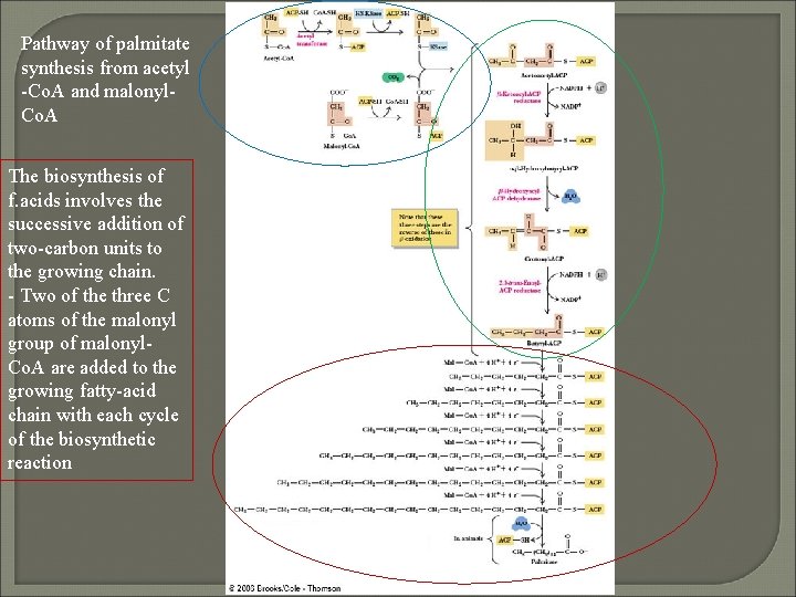 Metabolism of the lipids Fatty acids have 4