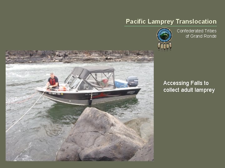 Pacific Lamprey Translocation Confederated Tribes of Grand Ronde