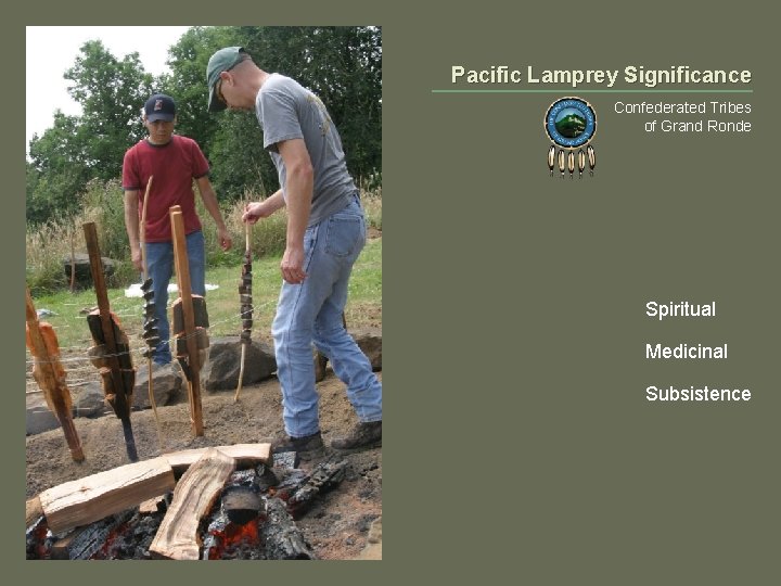 Pacific Lamprey Translocation Confederated Tribes of Grand Ronde