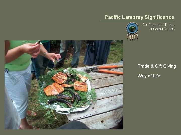 Pacific Lamprey Translocation Confederated Tribes of Grand Ronde