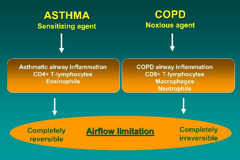 Pathogenesis of COPD NOXIOUS AGENT tobacco smoke pollutants