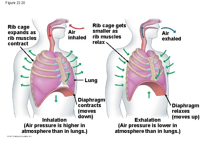 Chapter 23 Circulation and Respiration Power Point Lectures