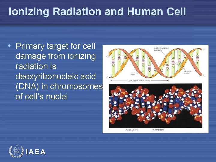 Radiation Health Effects Elena Buglova Incident and Emergency