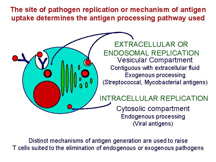 Topic 5 Antigen Processing Dr Colin R A