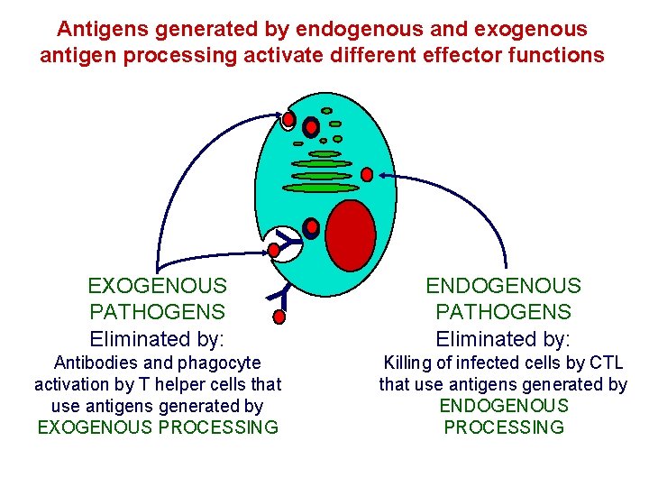 Topic 5 Antigen Processing Dr Colin R A