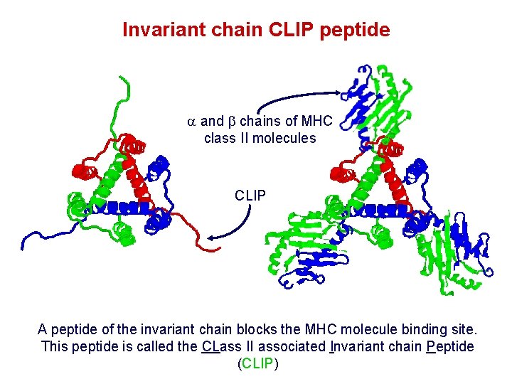 Topic 5 Antigen Processing Dr Colin R A
