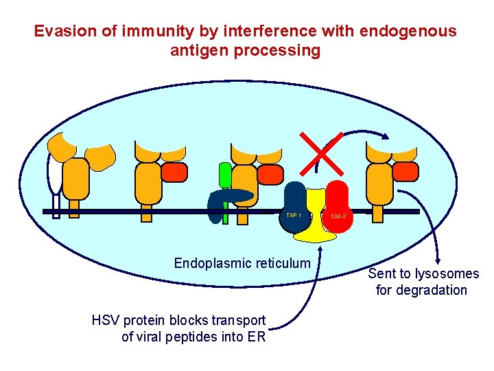 Topic 5 Antigen Processing Dr Colin R A