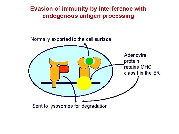 Topic 5 Antigen Processing Dr Colin R A