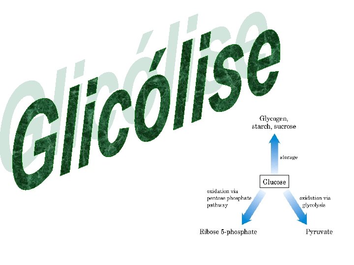 Gliclise Profa Alana Ceclia Metabolismo da Glicose Metabolismo