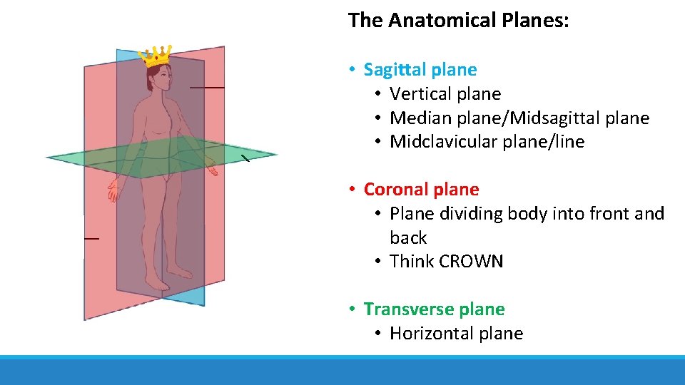 A 11 RCMDissection01 Thoracic wall Pectoral muscles Pleural