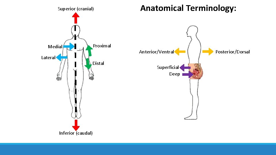A 11 RCMDissection01 Thoracic wall Pectoral muscles Pleural