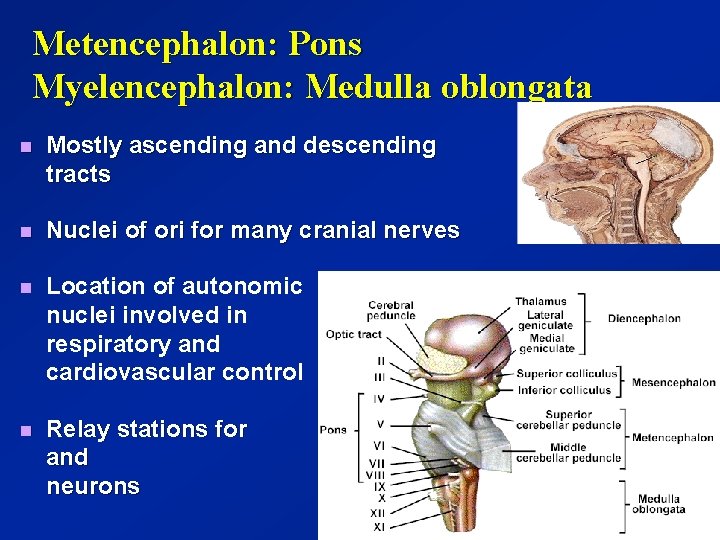 Ch 15 Brain and Cranial Nerves Discuss the