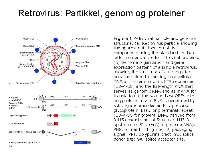 Retrovirus Partikkel genom og proteiner Figure 1 Retroviral