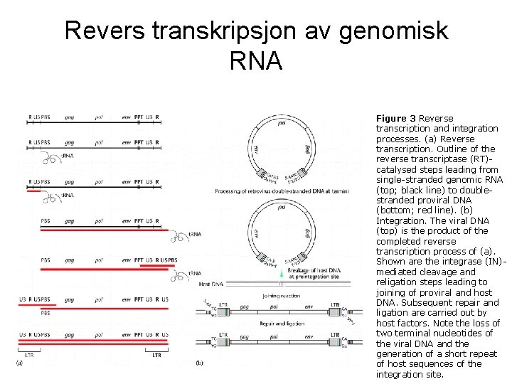 Retrovirus Partikkel genom og proteiner Figure 1 Retroviral