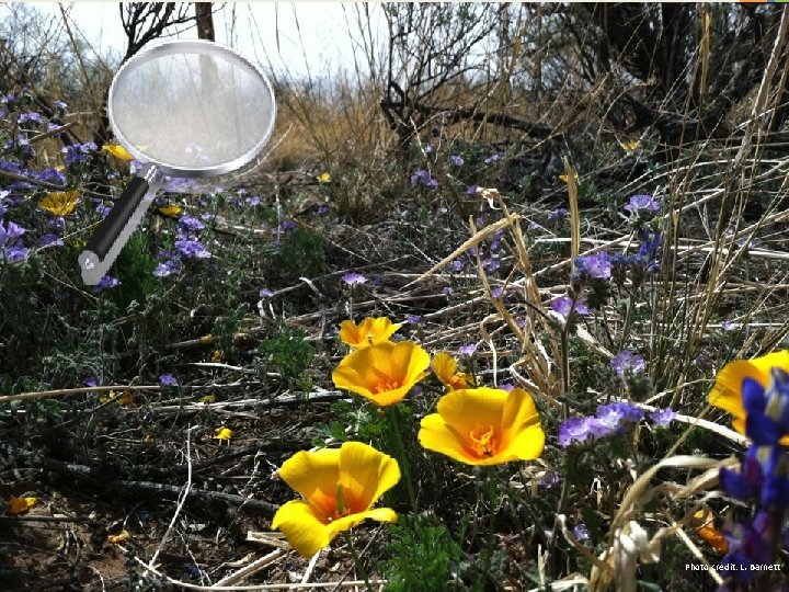 Phoenix Phenology Trail Phenology Observations Ideas for Community
