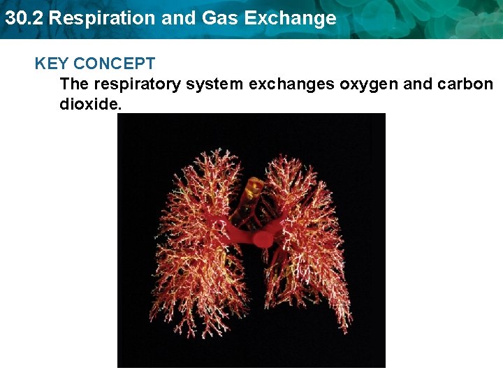 30 2 Respiration and Gas Exchange Objectives 30