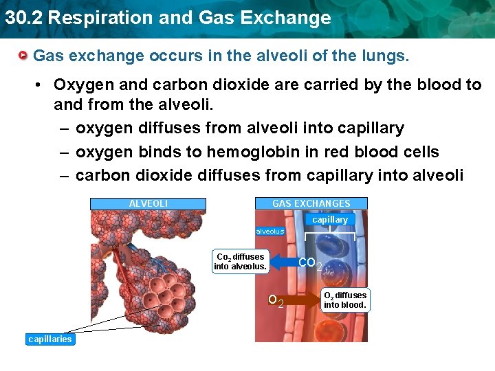 30 2 Respiration and Gas Exchange Objectives 30
