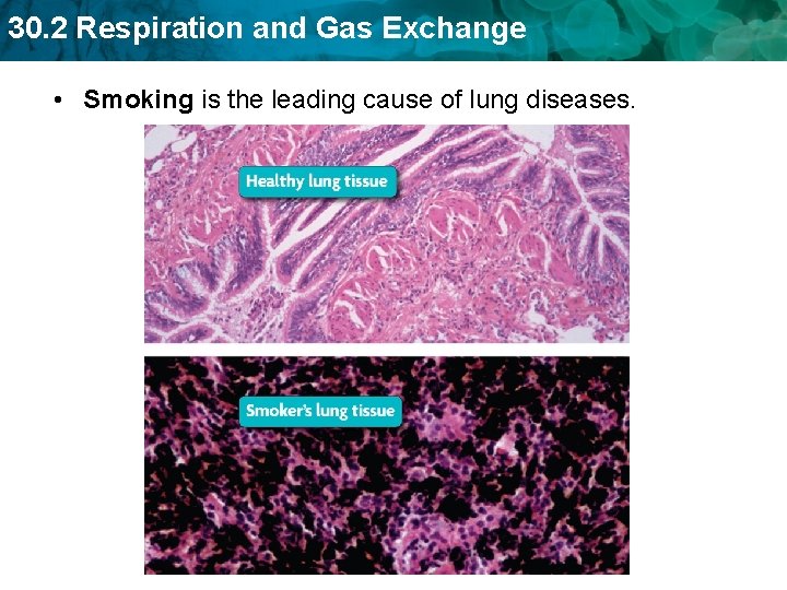30 2 Respiration and Gas Exchange Objectives 30