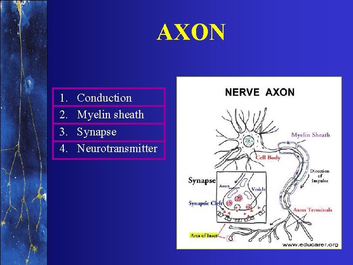 Neural Anatomy and Function NERVOUS SYSTEMS Central nervous